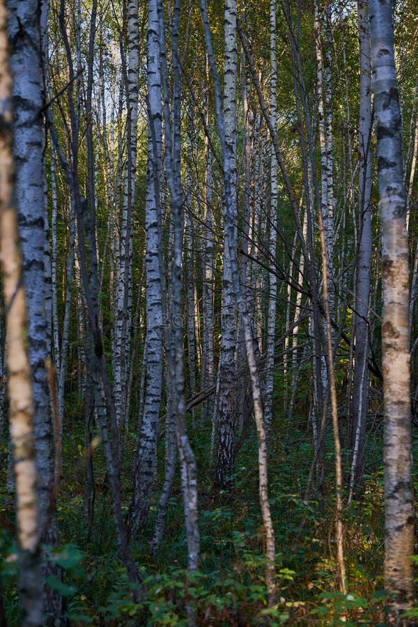 Birch Grove. Many Birch Trees Growing in a Forest Stock Image - Image ...