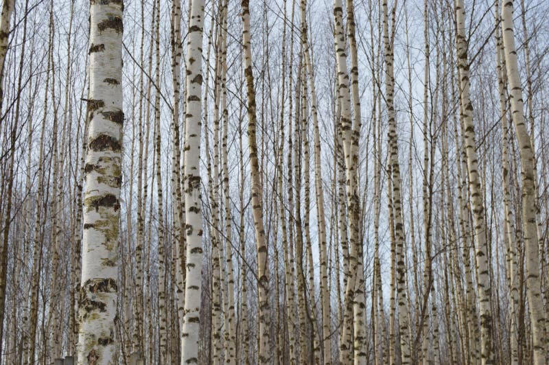Birch grove in March stock image. Image of ural, cool - 68921601