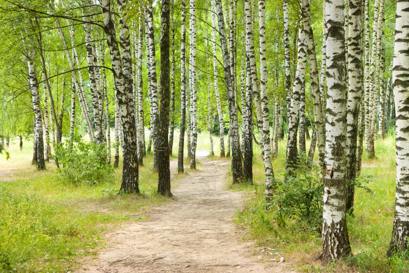 Birch Grove stock photo. Image of environment, birch - 44925640