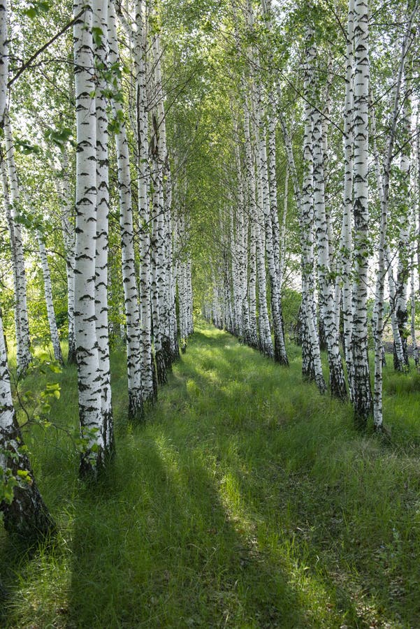 Birch grove in spring stock photo. Image of rural, birch - 182320740