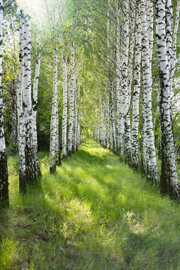 Birch grove in spring stock photo. Image of nature, scenic - 182320960