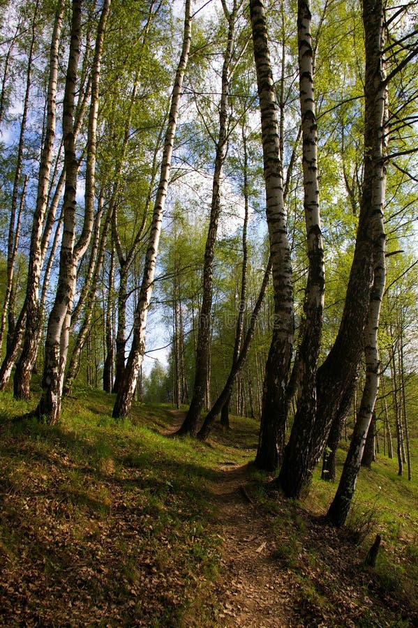 Birch grove in Spring stock image. Image of forest, tree - 5095225