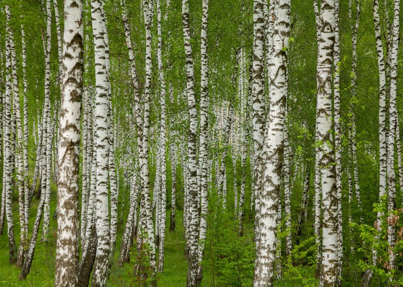 Birch grove stock image. Image of summer, grove, park - 74609675