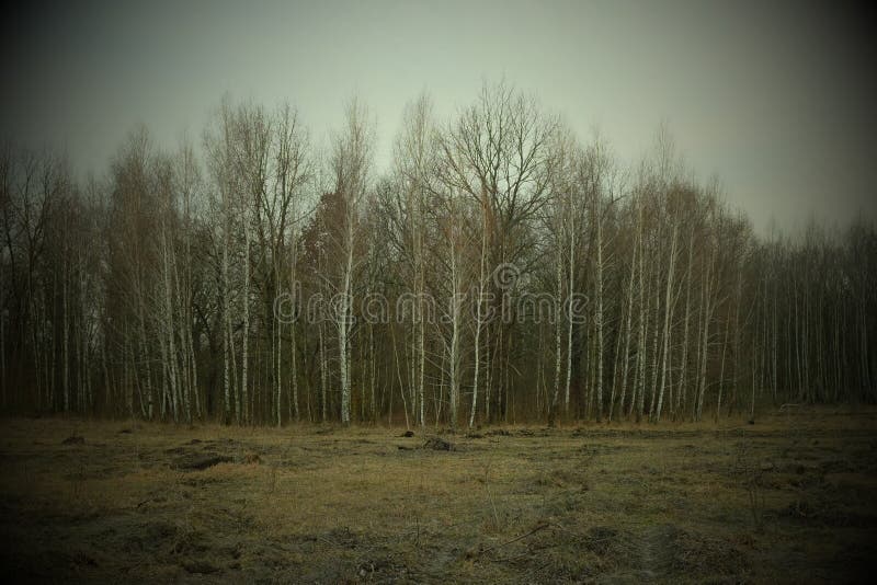 Birch Grove on a Spring Evening. Leafless Trees at Dusk Stock Photo ...