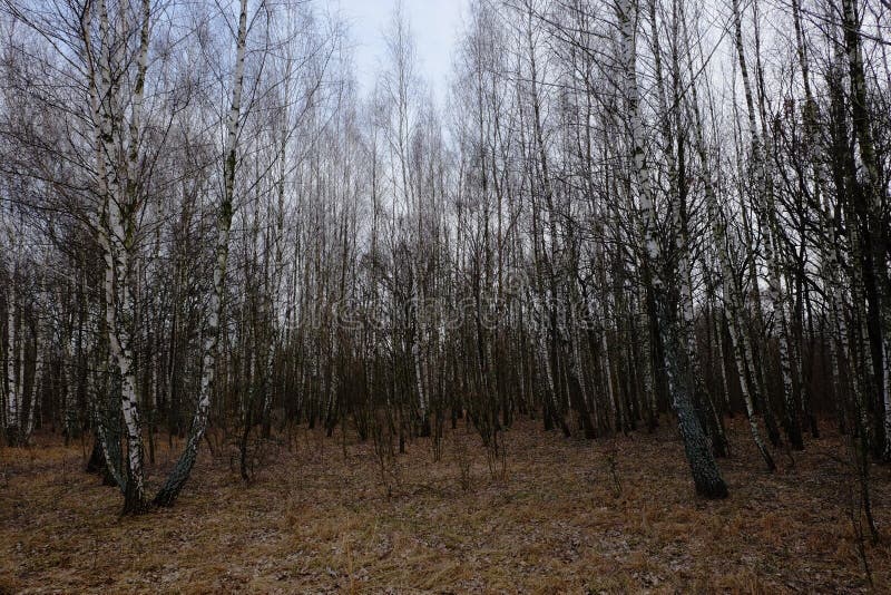 Birch Grove on a Spring Evening. Leafless Trees at Dusk Stock Image ...