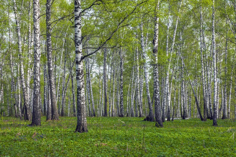 Birch Grove stock photo. Image of plant, purity, scene - 38119066
