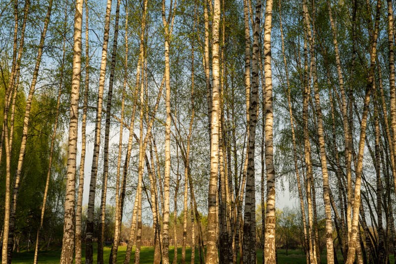 Birch Grove in Spring. Tree Trunks, Greenery at Sunset. Photo. Stock ...