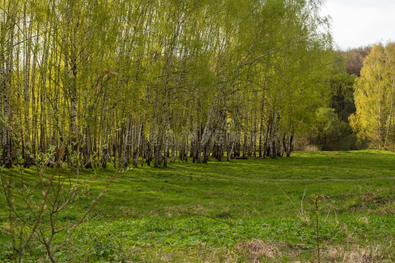 Birch Grove in Spring. Tree Trunks, Greenery at Sunset. Photo. Stock ...