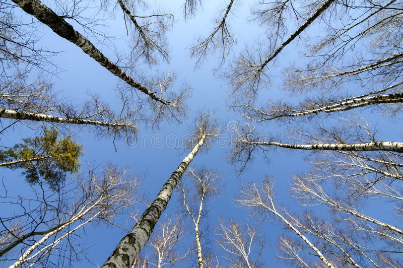 The birch grove stock photo. Image of outdoors, morning - 68786052
