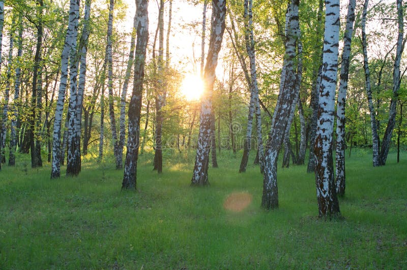 Birch Grove, the Sun through the Trees Stock Photo - Image of landscape ...