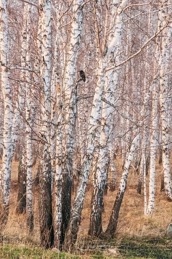 Birch Grove at Sunset in Spring Stock Photo - Image of brown ...