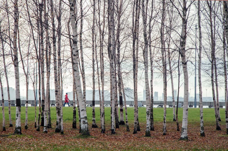 Birch Grove with White Tree Trunks in the Fall Stock Photo - Image of ...