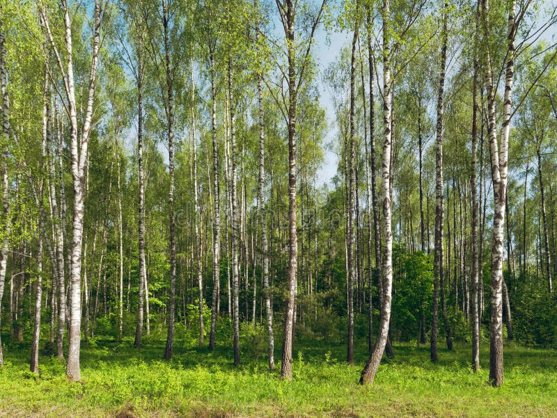 Birch Grove. White Tree Trunks on a Green Background Stock Image ...