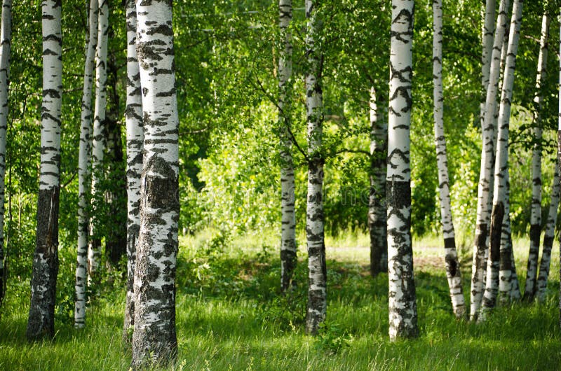 Birch grove stock photo. Image of park, forest, environment - 57748304