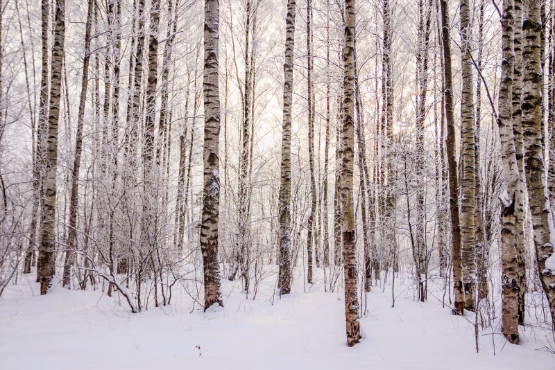 Birch Grove in the Winter in the Snow. White Trees. Trees in the Snow ...