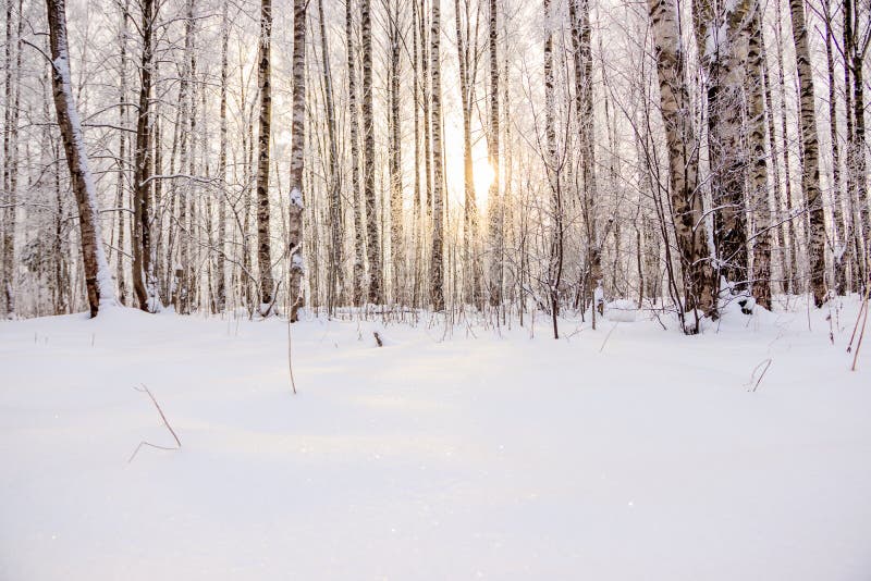Birch Grove in the Winter in the Snow. White Trees. Trees in the Snow ...