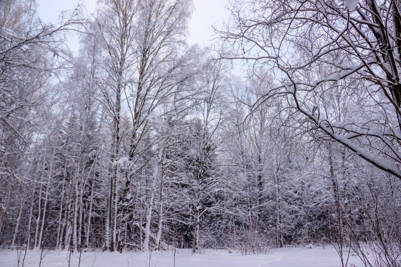Birch Grove in the Winter in the Snow. White Trees. Trees in the Snow ...