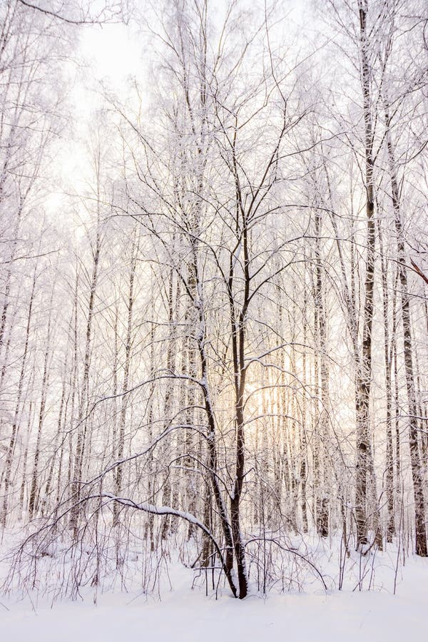 Birch Grove in the Winter in the Snow. White Trees. Trees in the Snow ...