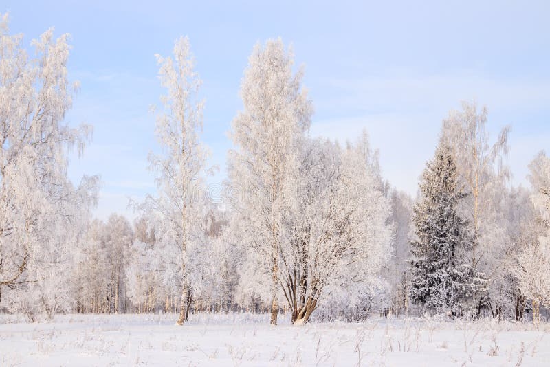 Birch Grove in the Winter in the Snow. White Trees. Trees in the Snow ...