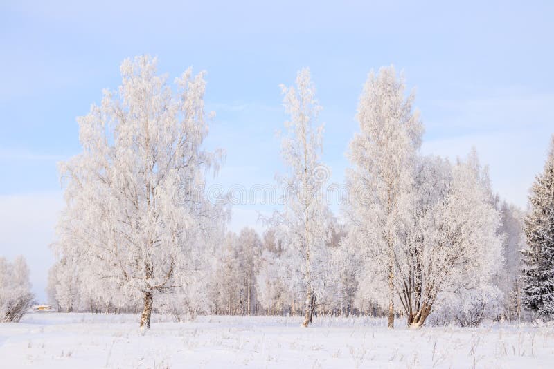 Birch Grove in the Winter in the Snow. White Trees. Trees in the Snow ...