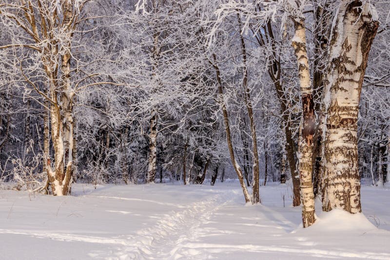 Birch Grove in the Winter in the Snow. White Trees. Trees in the Snow ...