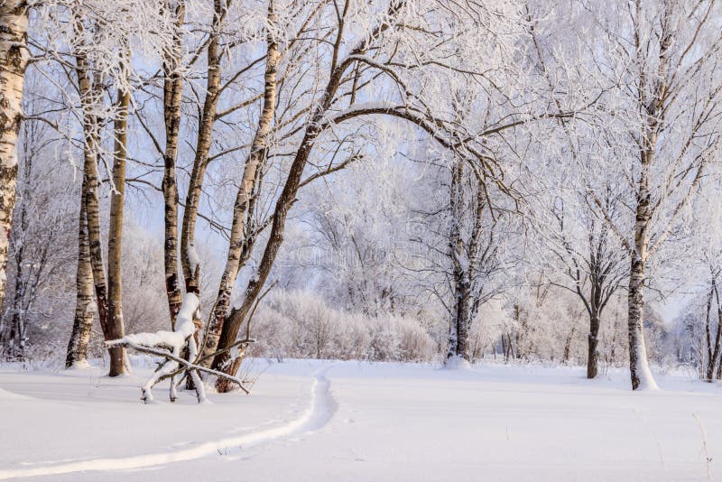 Birch Grove in the Winter in the Snow. White Trees. Trees in the Snow ...