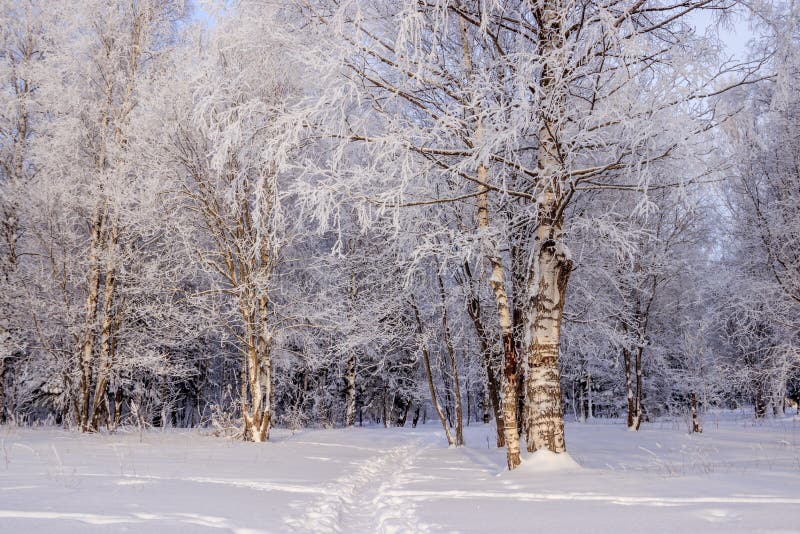 Birch Grove in the Winter in the Snow. White Trees. Trees in the Snow ...