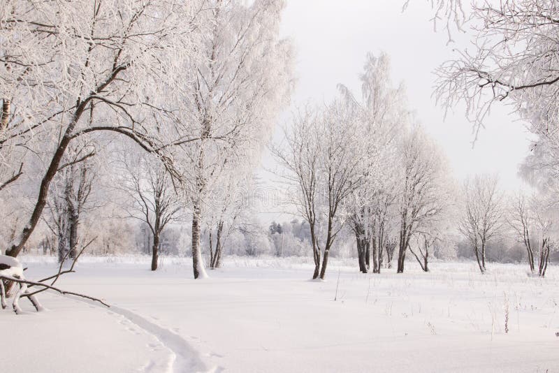 Birch Grove in the Winter in the Snow. White Trees. Trees in the Snow ...