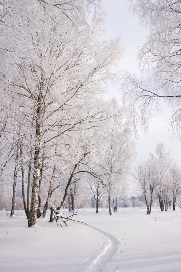 Birch Grove in the Winter in the Snow. White Trees. Trees in the Snow ...