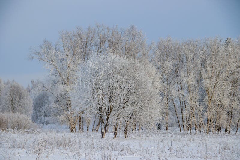 Birch Grove in the Winter in the Snow. White Trees. Trees in the Snow ...