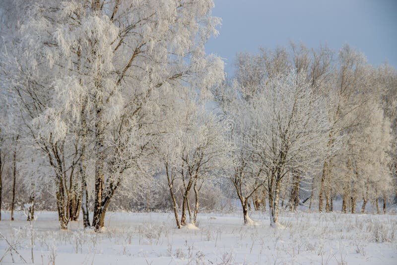 Birch Grove in the Winter in the Snow. White Trees. Trees in the Snow ...