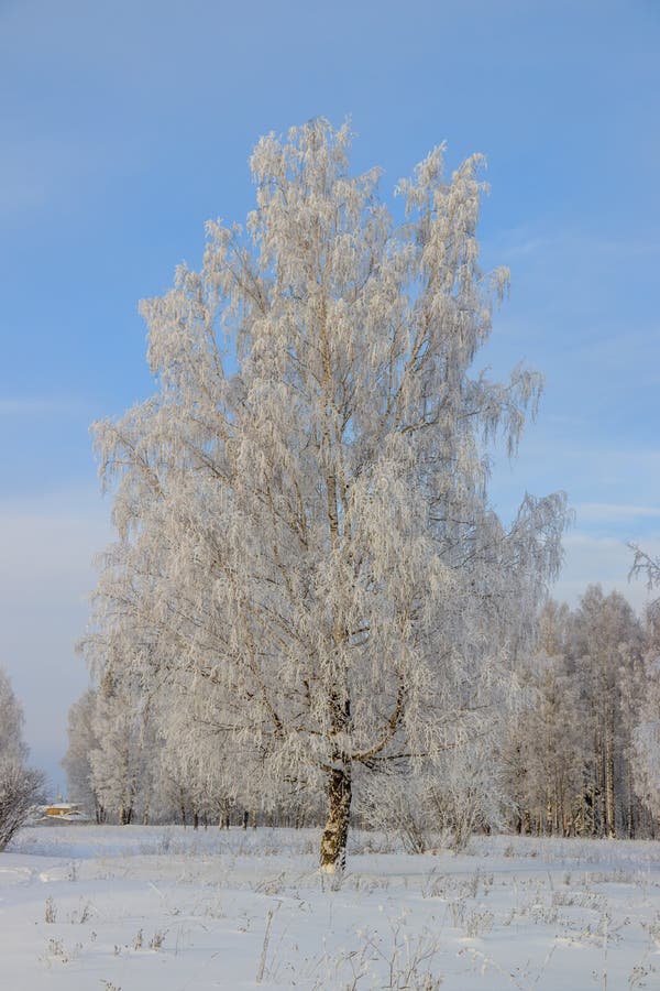 Birch Grove in the Winter in the Snow. White Trees. Trees in the Snow ...