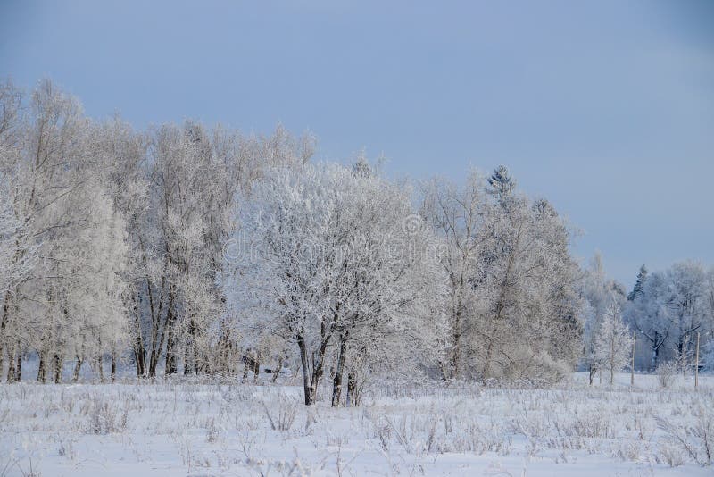 Birch Grove in the Winter in the Snow. White Trees. Trees in the Snow ...
