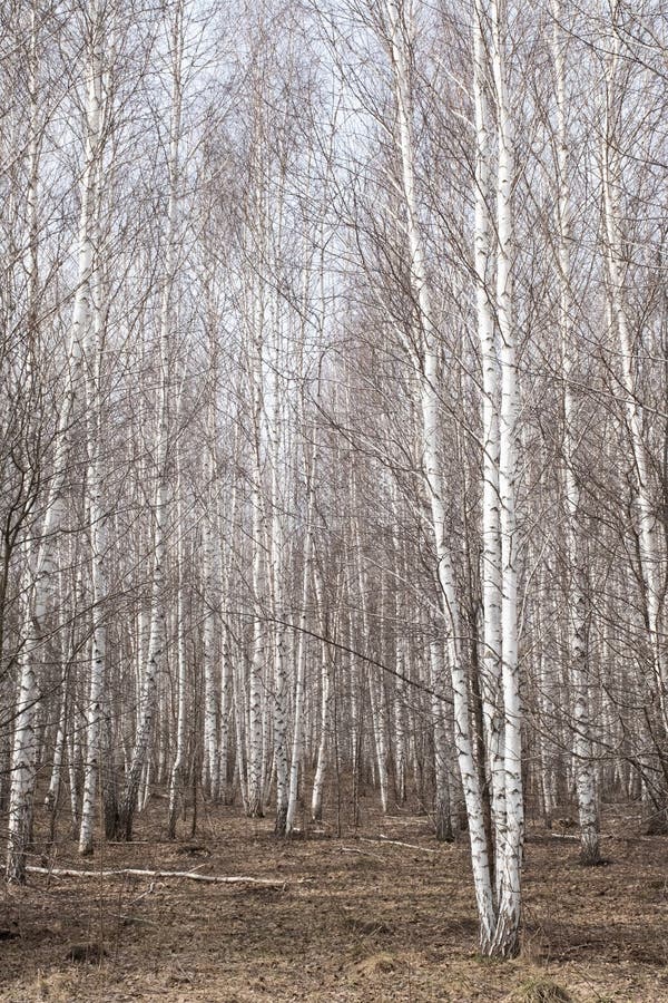 Birch Grove and Withered Foliage on Ground in Early Spring Stock Photo ...