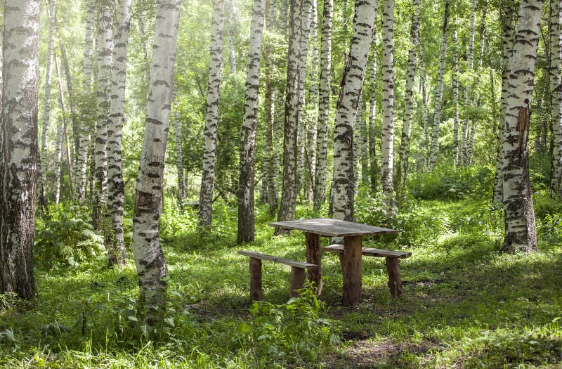 Picnic Birch Tree Grove Stock Photos - Free & Royalty-Free Stock Photos ...