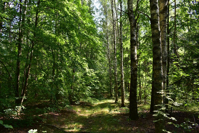 Birch Grove Woodland. Pine Forest. Deciduous and Coniferous Trees Stock ...