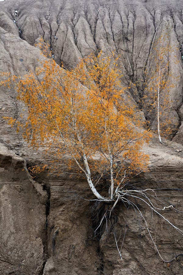 The Birch Grows on a Steep Cliff. Autumn Landscape Stock Photo - Image ...