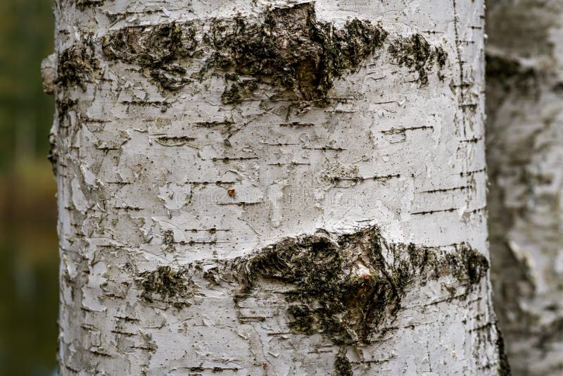 Birch Hardwood Tree Texture Background in Mixed Forest Stock Image ...