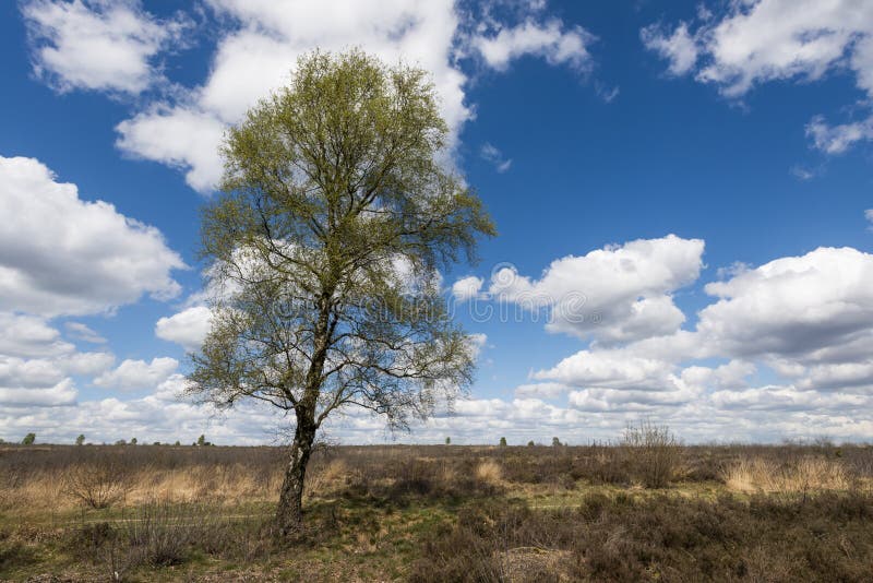 Birch at a heather field stock photo. Image of birch - 54733324