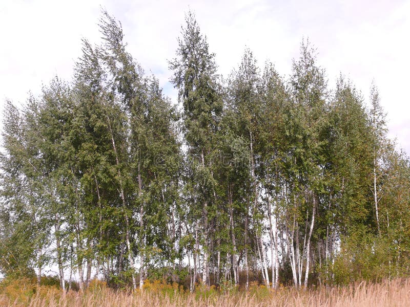 Birch on the horizon stock photo. Image of russian, thin - 134155974