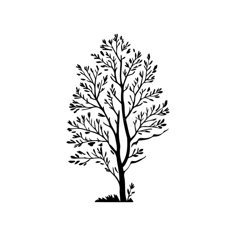 Birch Icon Hand Draw Black Colour Tree Logo Symbol Perfect Stock Vector ...