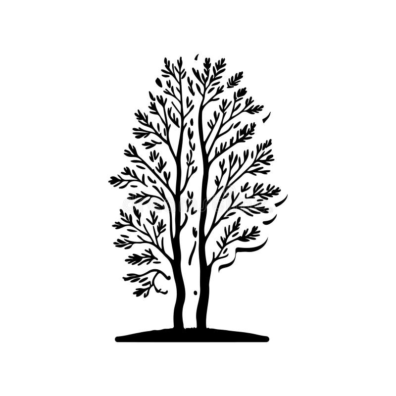 Birch Icon Hand Draw Black Colour Tree Logo Symbol Perfect Stock Vector ...