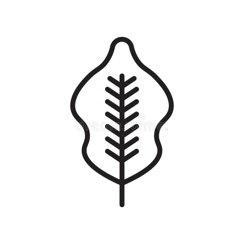 Birch Icon Vector Sign and Symbol Isolated on White Background Stock ...