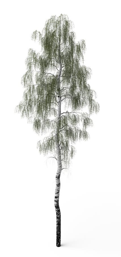 Tall Russian Birch Tree Isolated Stock Illustration - Illustration of ...