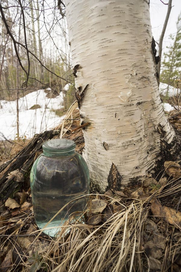 Birch juice stock image. Image of birch, flowing, tree - 53347851