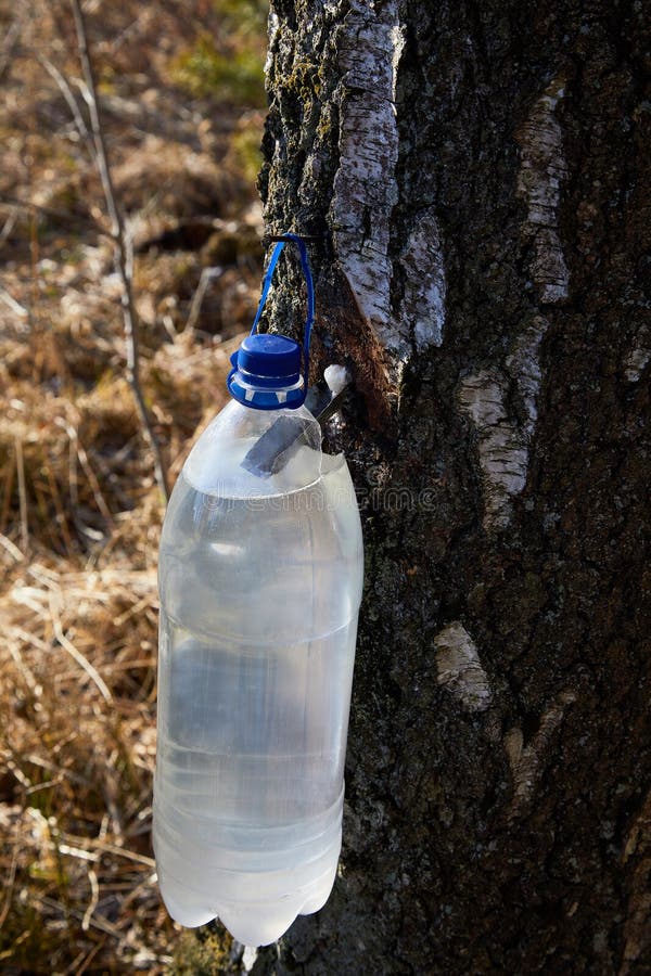 Birch Sap Drips into a Plastic Container in Early Spring Stock Photo ...
