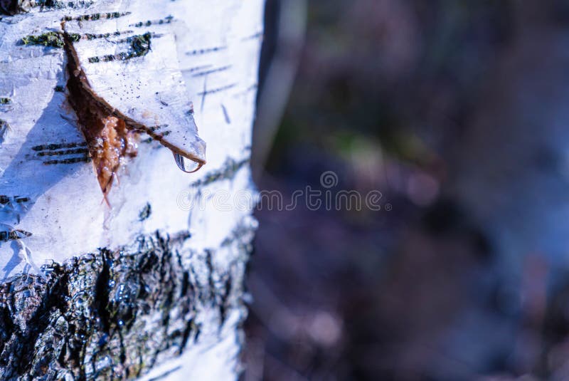 The Birch Juice Gathering in the Sunny Spring Day. the Alone Birch Tree ...