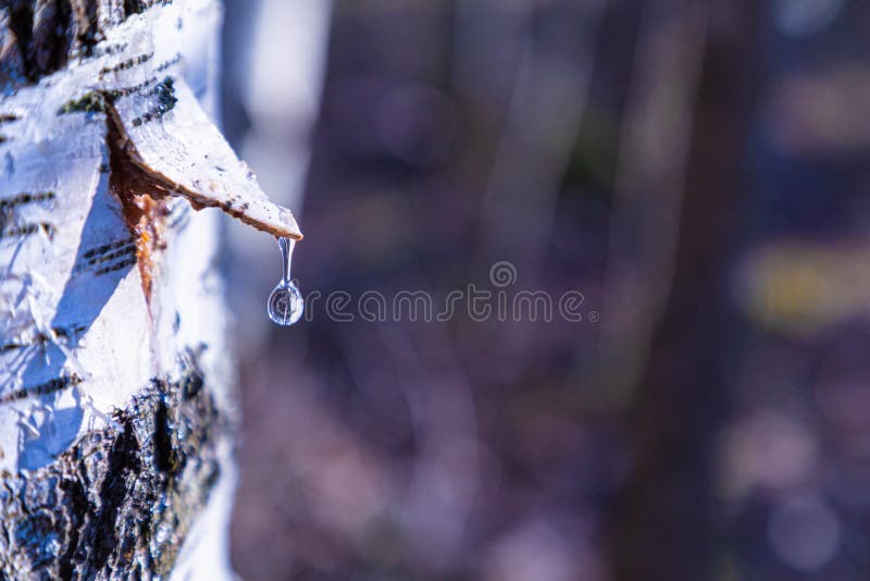 The Birch Juice Gathering in the Sunny Spring Day. the Alone Birch Tree ...