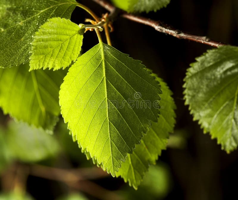 Birch Leaf stock photo. Image of branch, leaves, leaf - 1014254
