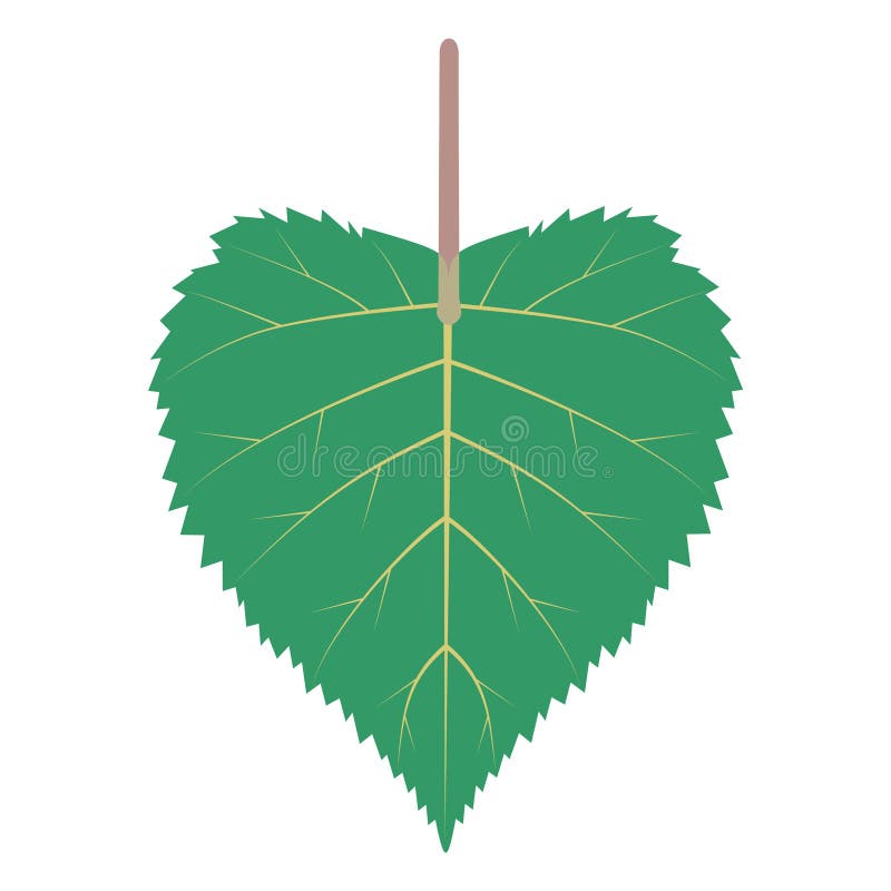 Birch Leaf with Contour Veins Green Logo Stock Vector - Illustration of ...